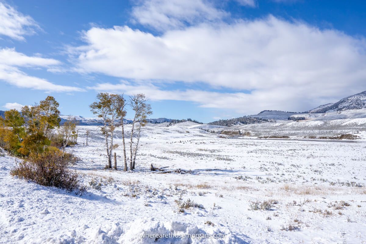 40 Best Things To Do In Yellowstone National Park By Region