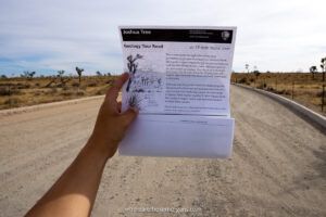 The Perfect One Day In Joshua Tree Itinerary